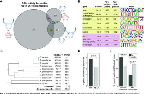 Figure 4 From Genome Evolution And Divergence In Cis Regulatory