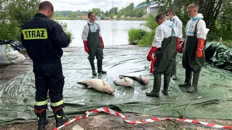 Oder Mass Fish Deaths Searching For Clues To Polish German Border
