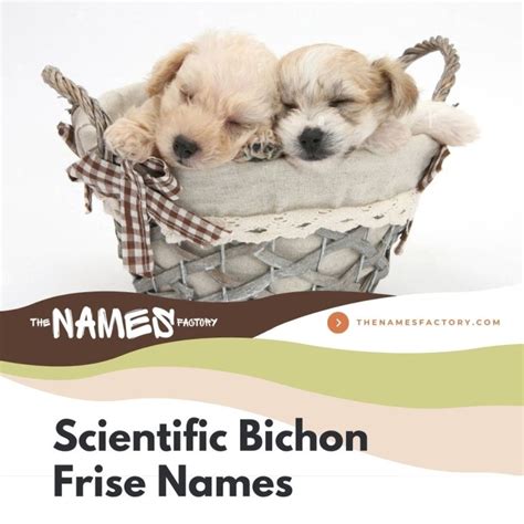 225 Perfect Bichon Frise Names Cute Funny And More