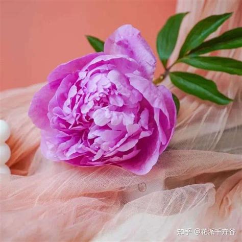 牡丹与芍药有什么区别90 的人都分不清 知乎
