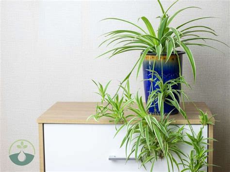 How To Propagate Spider Plant May Seeds