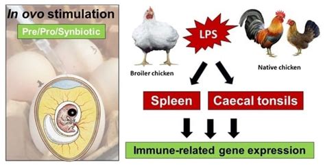 Immune Related Gene Expression Responses To In Ovo Stimulation And Lps Challenge In Two Distinct