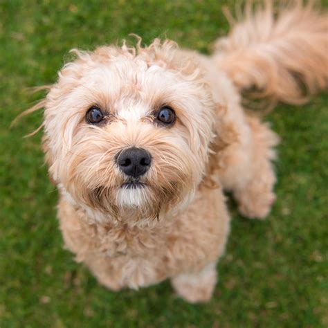 Puppy Grooming Intro Australasian Dog Grooming Academy