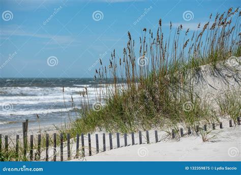 Seagrass On A Sand Dune With A Beach Background Stock Image Image Of