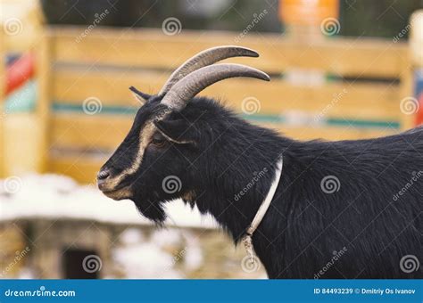 Schwarze Junge Ziege Mit Einem Bart Stockbild Bild Von Geglättet Profil 84493239
