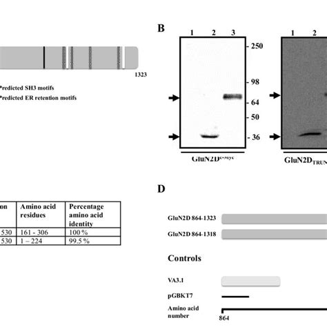 A Summary Of Cdna Library Screening Strategy And Results A Shows The