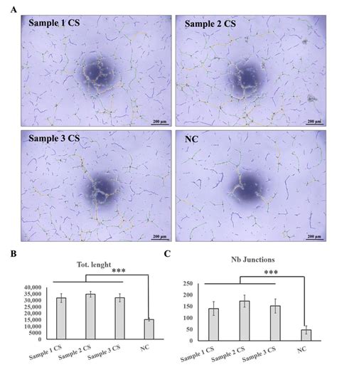 Proangiogenic Function Test Of Uc−msc Sheet A Imagej Angiogenesis