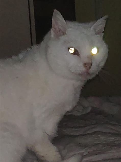 Black And White Lasers R Lasereyedcats
