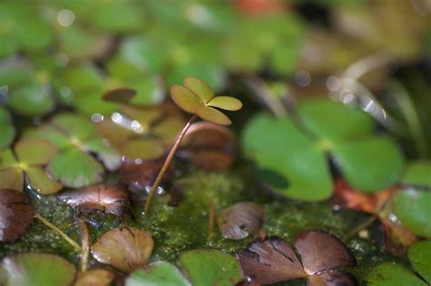 Marsilea Quadrifolia Denjisou
