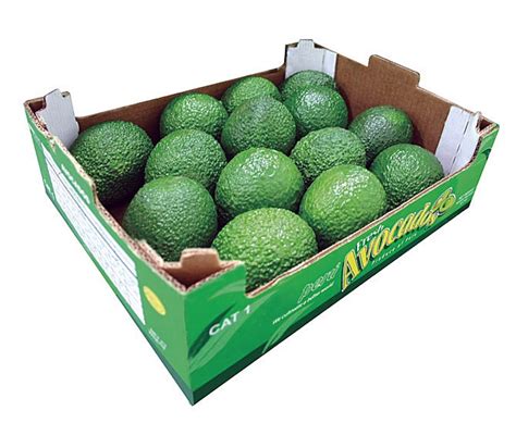 Aguacate
