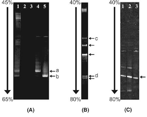 Dgge Profiles Of Archaeal A And Bacterial B C 16s Rrna Gene