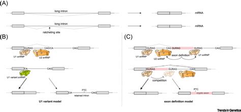 Mechanisms Of Recursive Splicing A During Recursive Splicing Of Long