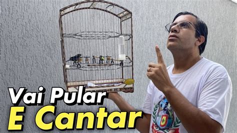COMO FAZER O MEU TIZIU CANTA E PULA DE GAIOLA NA MÃO YouTube