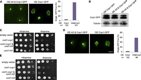 Overexpression Of Histone H3 Or H4 Affects The Assembly Of Cenp A At