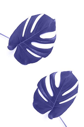 포네타 델리시오사 또는 스위스 치즈 식물의 잎은 흰색 배경에 보라색으로 톤 매우 페리 색상 2022 0명에 대한 스톡 사진 및