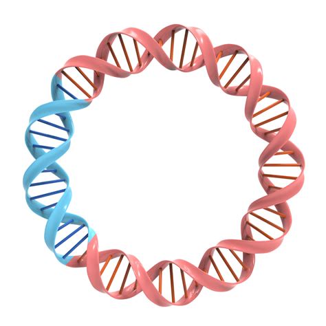 重组dna（recombinant Dna） 思斐迩3d科学模型素材库