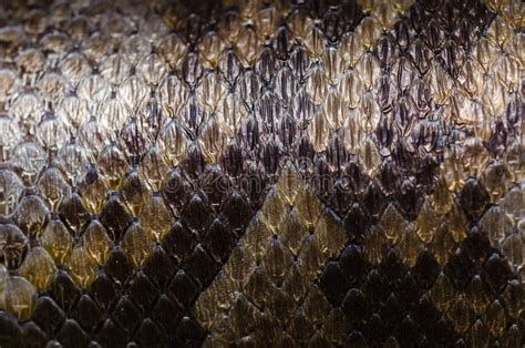 Beautiful Texture Of Python Skin Stock Image Image Of Constrict Wallpaper
