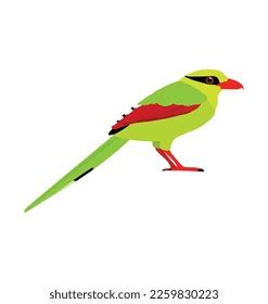Watercolor Green Quetzal Bird Long Tail Vector De Stock Libre De