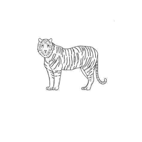How To Draw A Realistic Tiger 5 Easy Steps Jae Johns