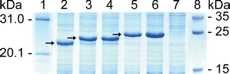 Sds Page Analysis Of Expressed 818mer Peptide Fusion Proteins For