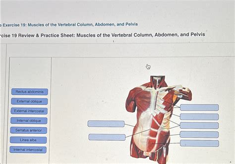 Solved Exercise 19 Muscles Of The Vertebral Column Chegg