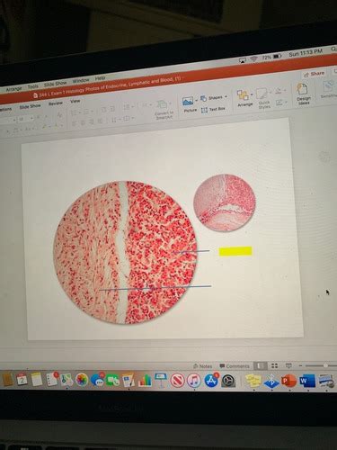 Biol 244l Exam 1 Histology Flashcards Quizlet