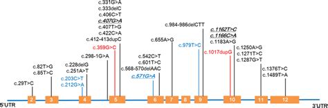 Schematic Drawing Of The Alpl Gene Mutations Identified In Chinese Hpp