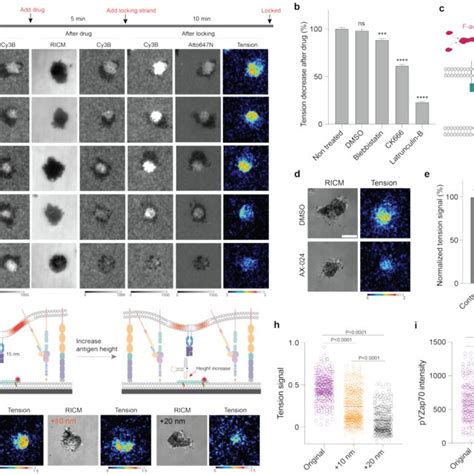 F Actin And Membrane Bending Contribute To Tcr Force Generation A