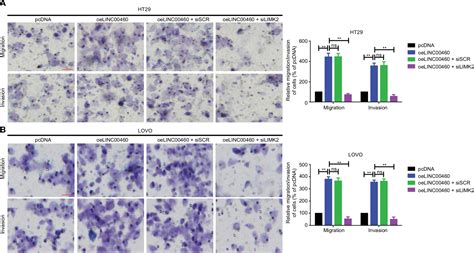 Incrna Linc00460 Promoted Colorectal Cancer Cells Metastasis Via Mir