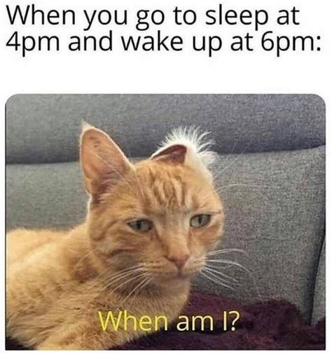 30 Adorable And Funny Posts From The Cats On Catnip Facebook Account