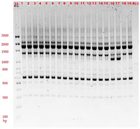 Agarose Gel Electrophoresis Based Rapd Pcr—an Optimization Of The