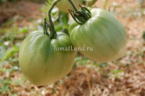 Томат Лунный восторг: описание сорта, отзывы, фото | tomatland.ru