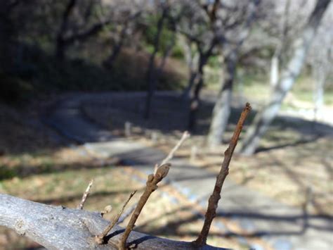アカメガシワの冬芽 公園の草木