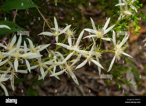 Clematis Pubescens Common Clematis In Kings Park Perth Wa Australia