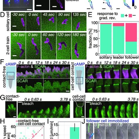 Microfluidics Single Cell Level Analysis Of Train Migration And