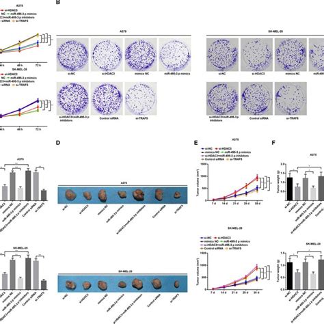 Inhibited Hdac3 Elevates Mir‐495‐3p To Repress Growth Of Melanoma Cells