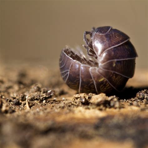 Pill Bugs And Soil Health Hills For Everyone