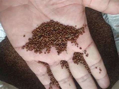 Hedge Lucerne Seeds For Fodder At Rs 550kg In Hyderabad Id 24227884597