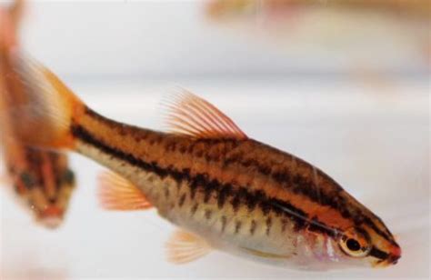 チェリーバルブの餌や水温、価格、水槽サイズなど、熱帯魚のチェリーバルブを理解する！
