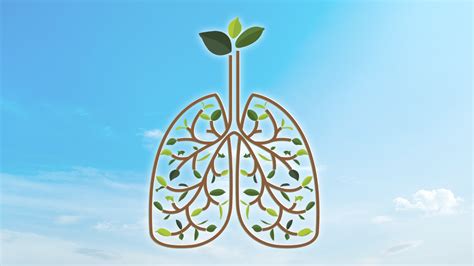 Cómo dejar de fumar y disfrutar de nuestros pulmones libres de humo