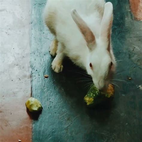 আমাদের পোষা খরগোশ Youtube