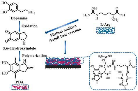 Polydopamine Assisted Rapid One Step Immobilization Of L Arginine In Capillary As Immobilized