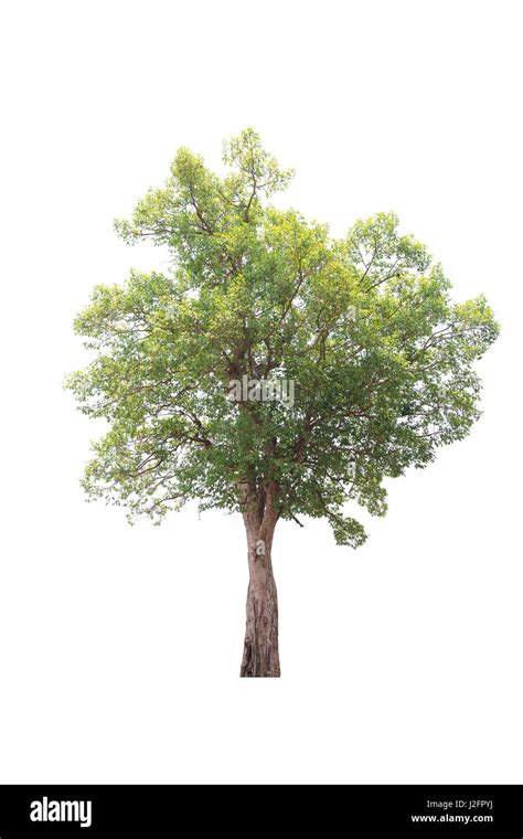 Trees Isolated On White Background Stock Photo Alamy