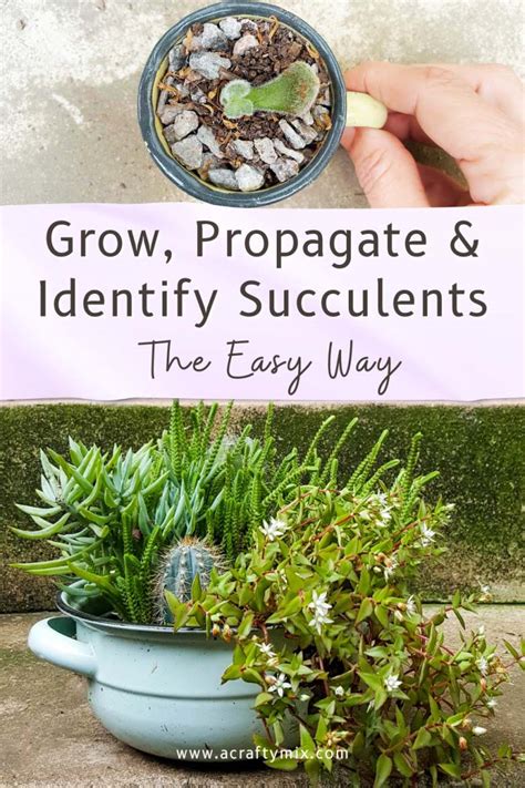 Identifying Succulents
