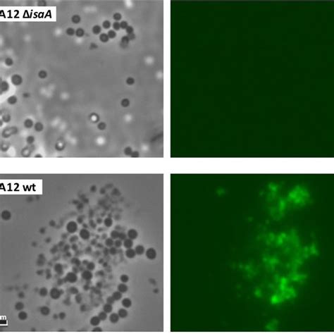Exposure Of Isaa On The S Aureus Cell Surface Phase Contrast Left