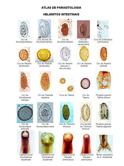Atlas De Parasitologia Pdf