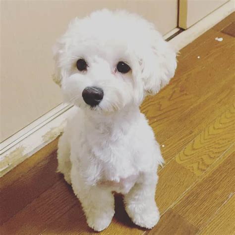 りこぴさんのインスタグラム写真 りこぴinstagram「我が子達の初めてのお手集💞」10月16日 3時31分 Ashiyan8303