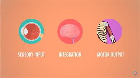 sensory input integration motor output the information era