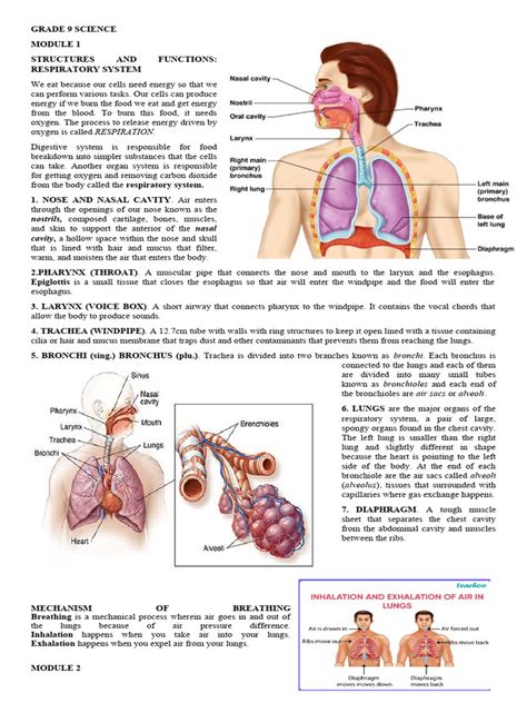 Grade 9 Science Module 1 Pdf Respiratory Tract Lung