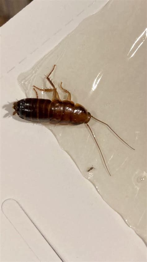Roach Id R Whatsthisbug